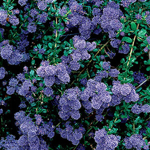 concha ceanothus | UC Davis Arboretum and Public Garden