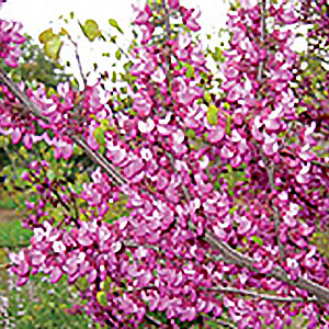 western redbud | UC Davis Arboretum and Public Garden