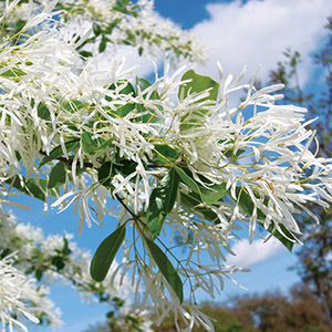Chinese fringe tree | UC Davis Arboretum and Public Garden