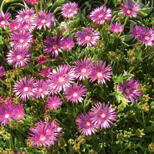 Cooper’s ice plant | UC Davis Arboretum and Public Garden
