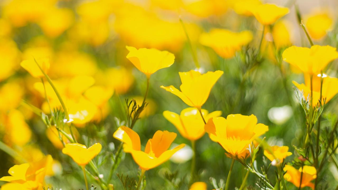 Bloom Calendar | UC Davis Arboretum and Public Garden