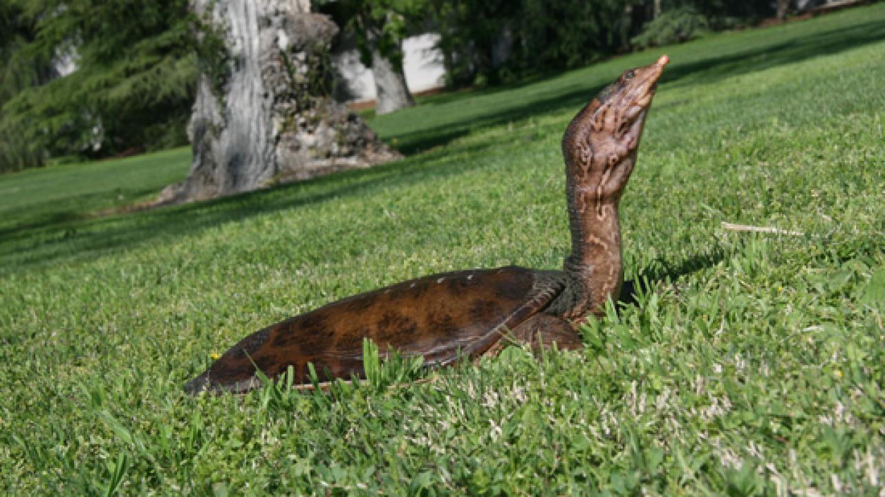 Found! Good home for Florida softshell turtle found in Arboretum ...