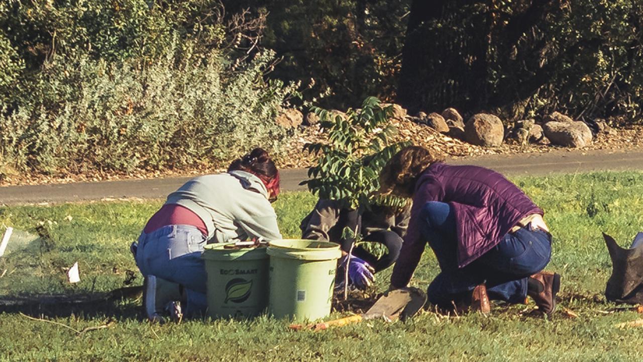 Urban Tree Stewardship | UC Davis Arboretum and Public Garden